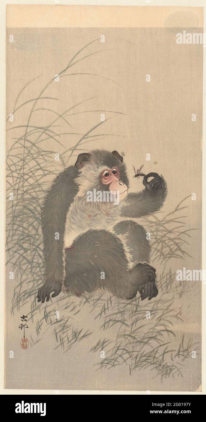 Monkey with insect. In grass sitting monkey, right, with insect in leg ...