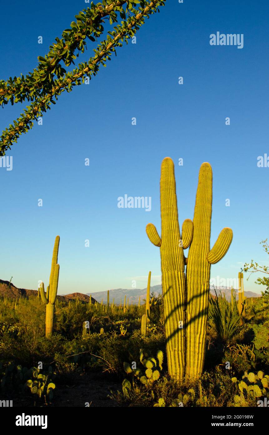 Ocotillo and saguaro cactus hi-res stock photography and images - Alamy