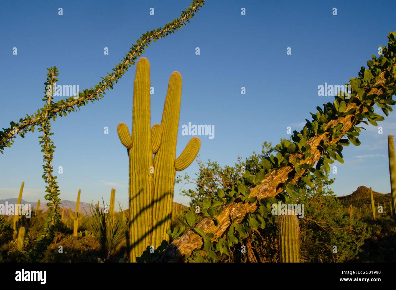 Ocotillo and saguaro cactus hi-res stock photography and images - Alamy