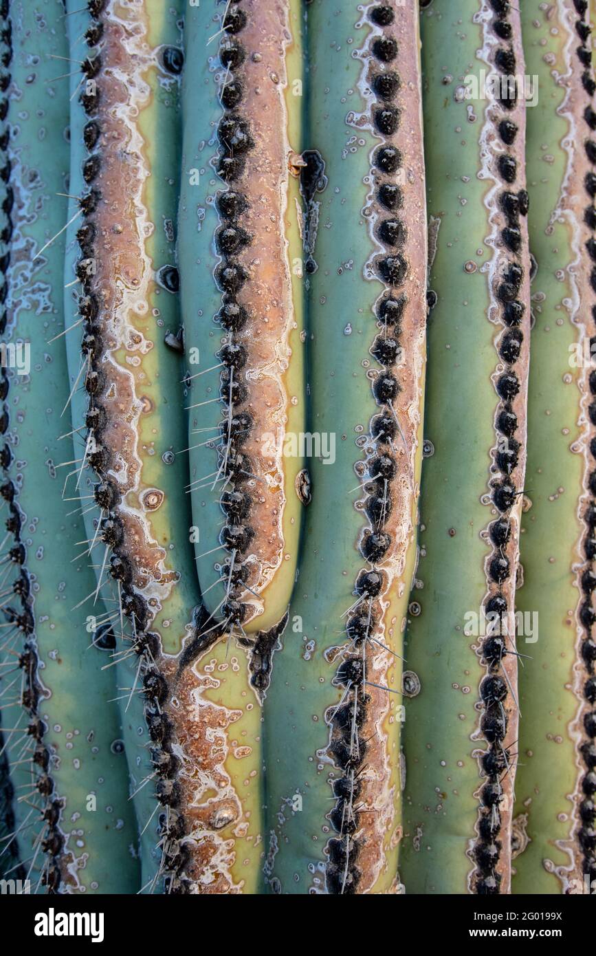 Saguaro Ribs High Resolution Stock Photography and Images - Alamy