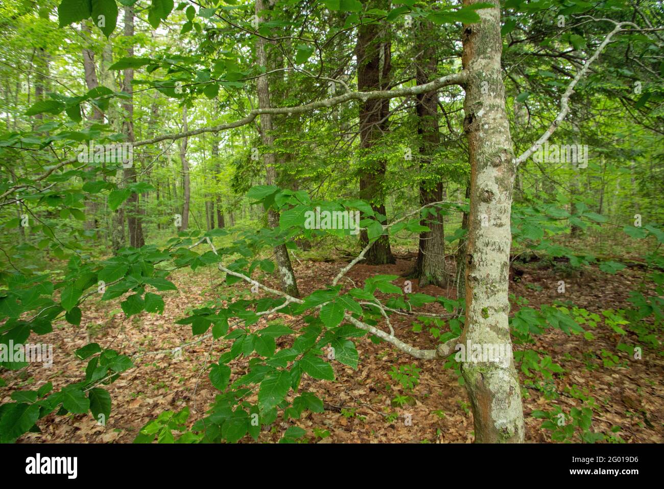 Deciduous Forest in Summer Stock Photo - Alamy