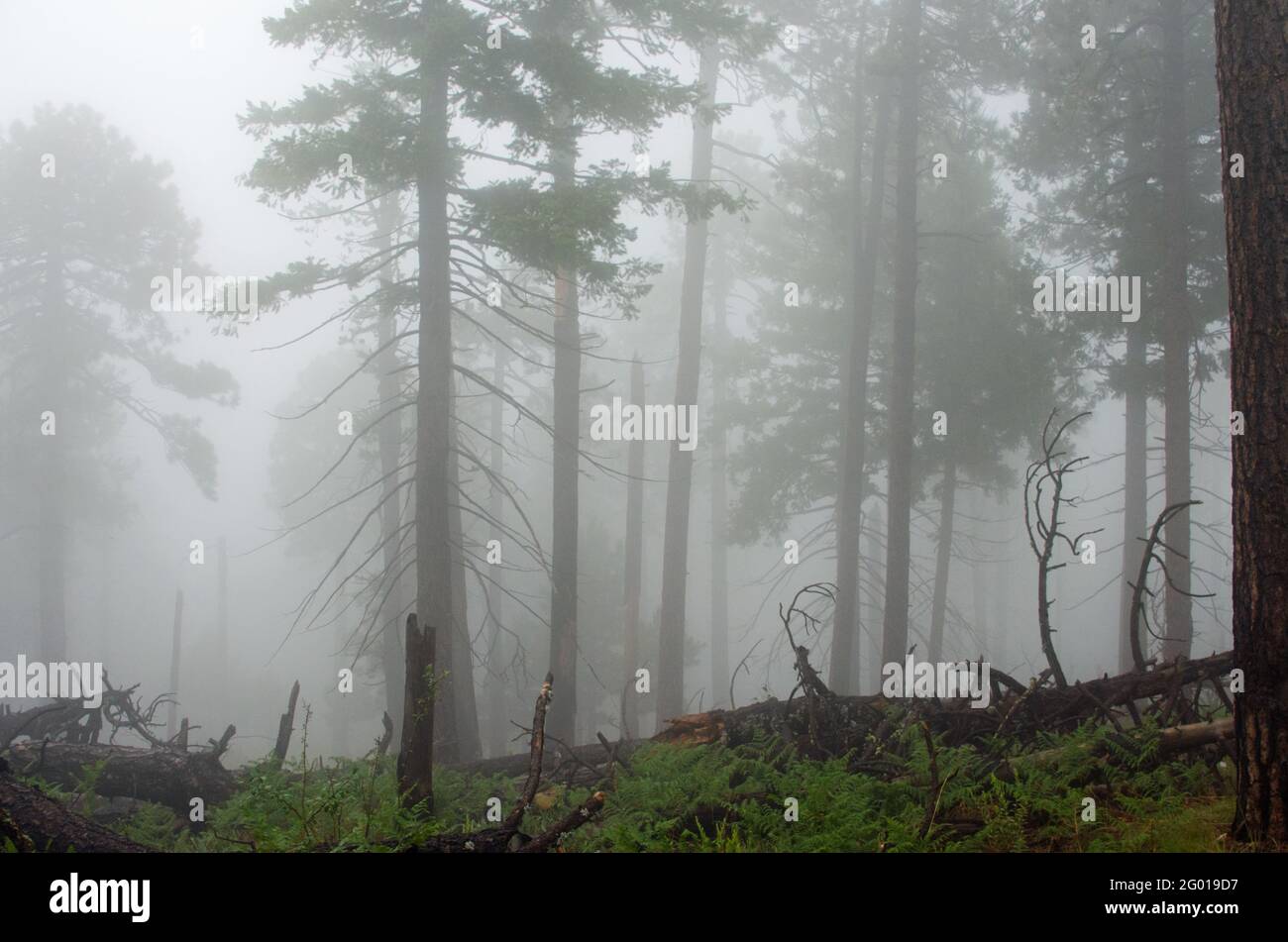 Forest in Fog Stock Photo - Alamy