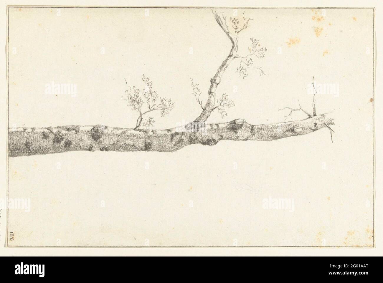 Study of a tree Stock Photo - Alamy
