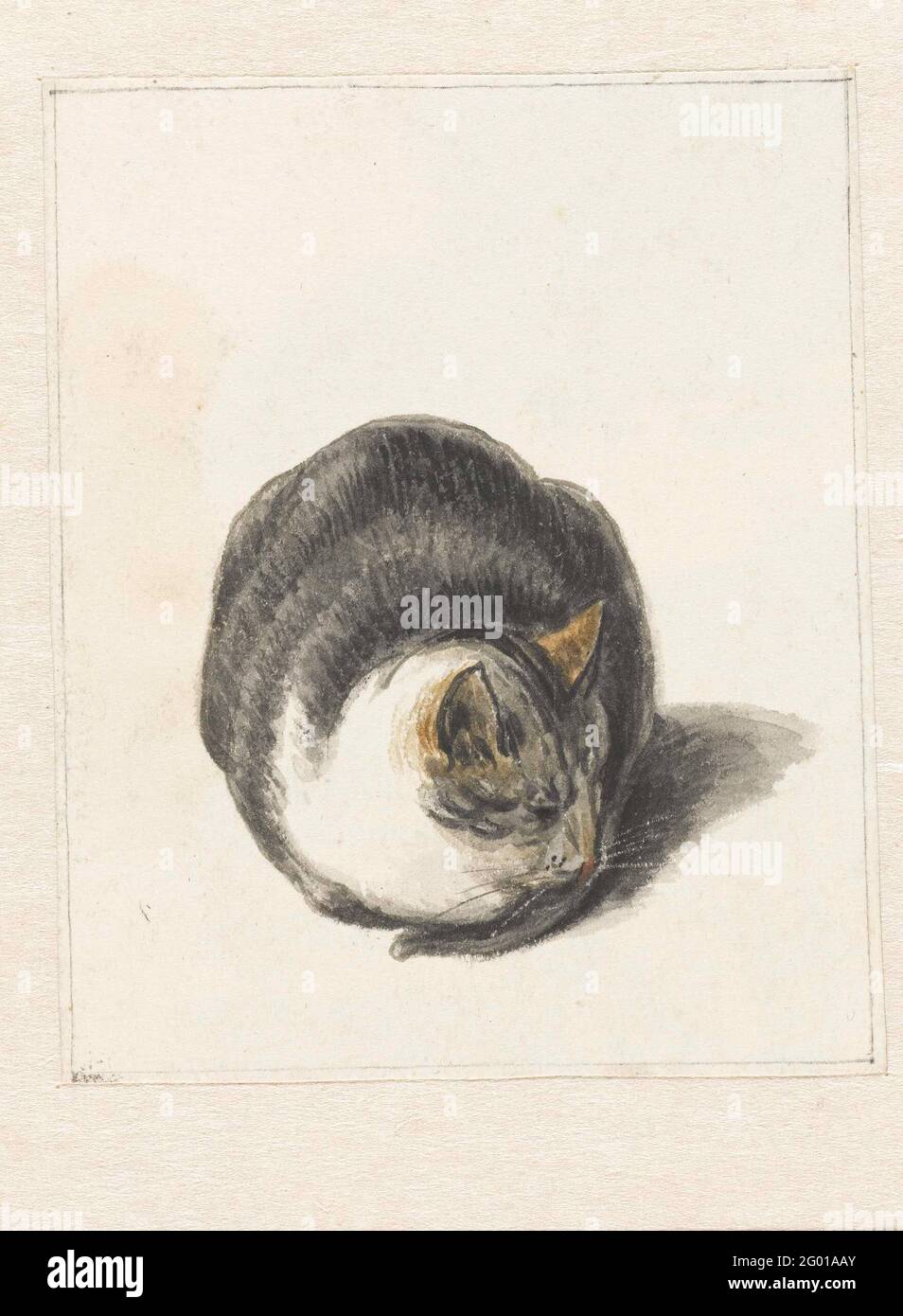 Seated Cat, Seen from the Front Stock Photo - Alamy