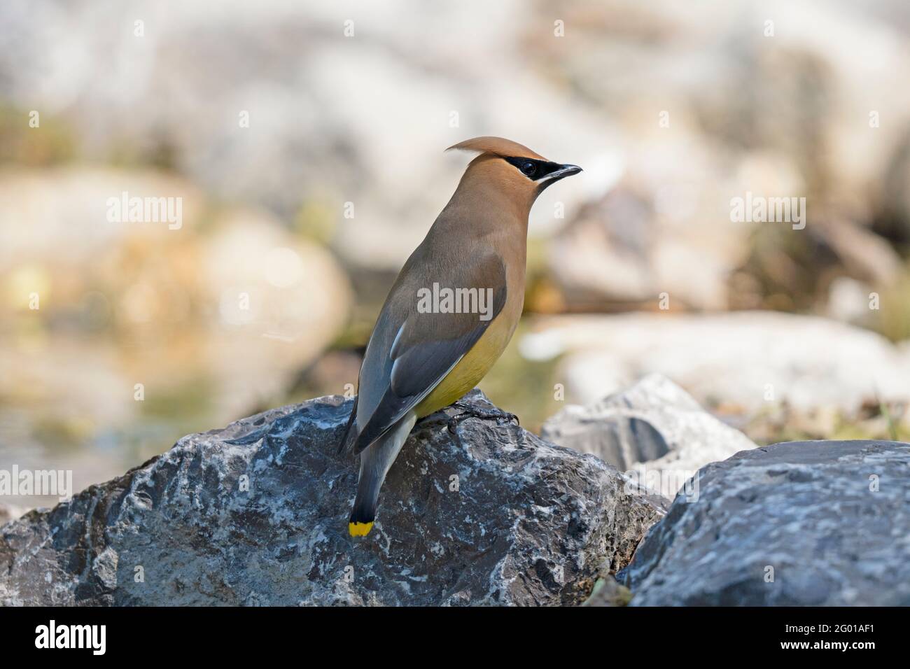Cedrorum with hi-res stock photography and images - Alamy