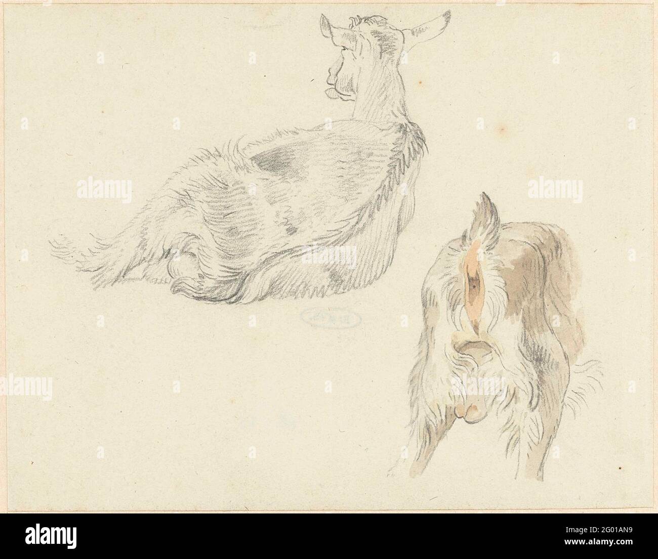 Lying and standing goat, from behind Stock Photo - Alamy