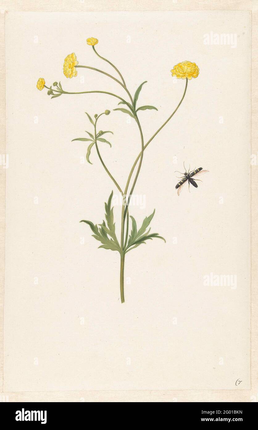 Double yellow ranonkel and insect Stock Photo - Alamy