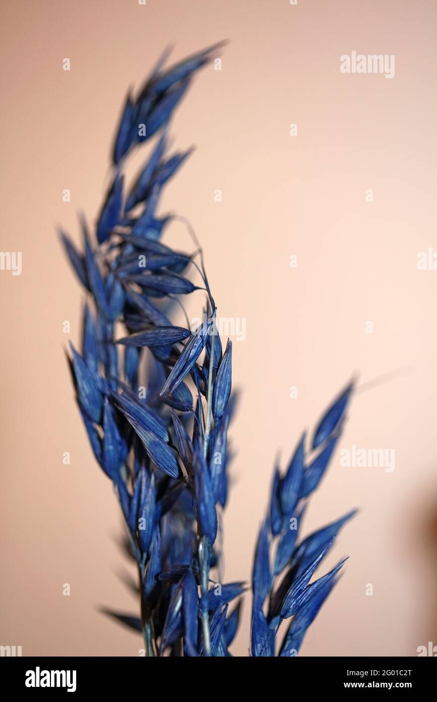 Decoration wheat colored in blue botanical background modern high ...