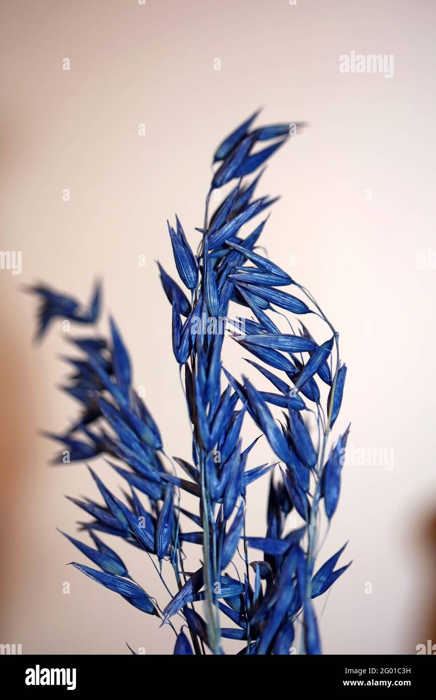 Decoration wheat colored in blue botanical background modern high ...