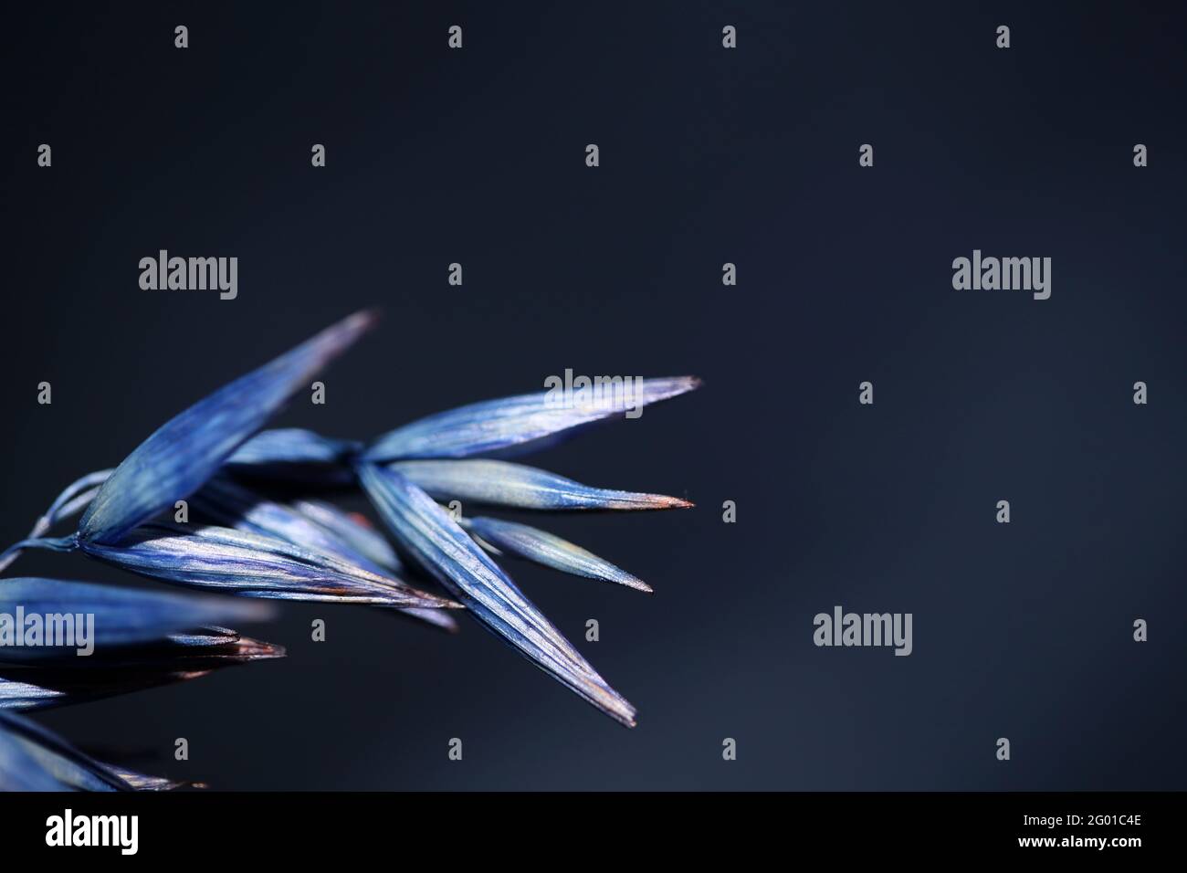 Decoration wheat colored in blue botanical background modern high ...