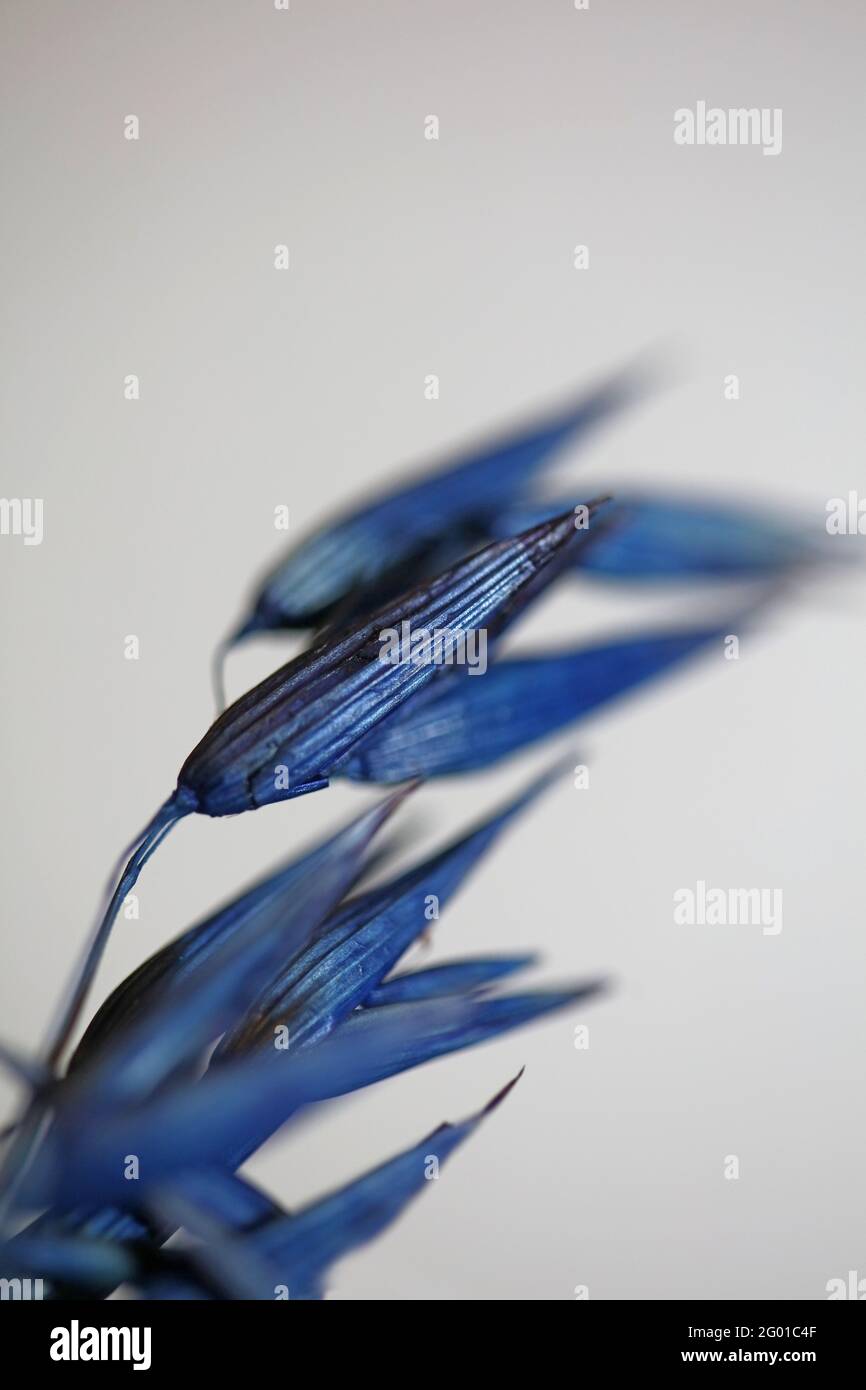 Decoration wheat colored in blue botanical background modern high ...