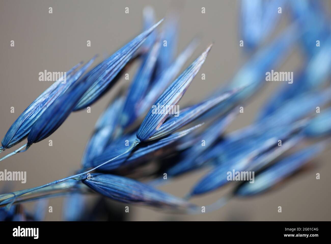 Decoration wheat colored in blue botanical background modern high ...