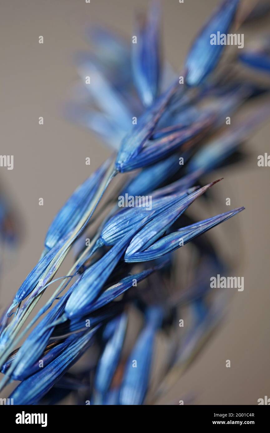 Decoration wheat colored in blue botanical background modern high ...