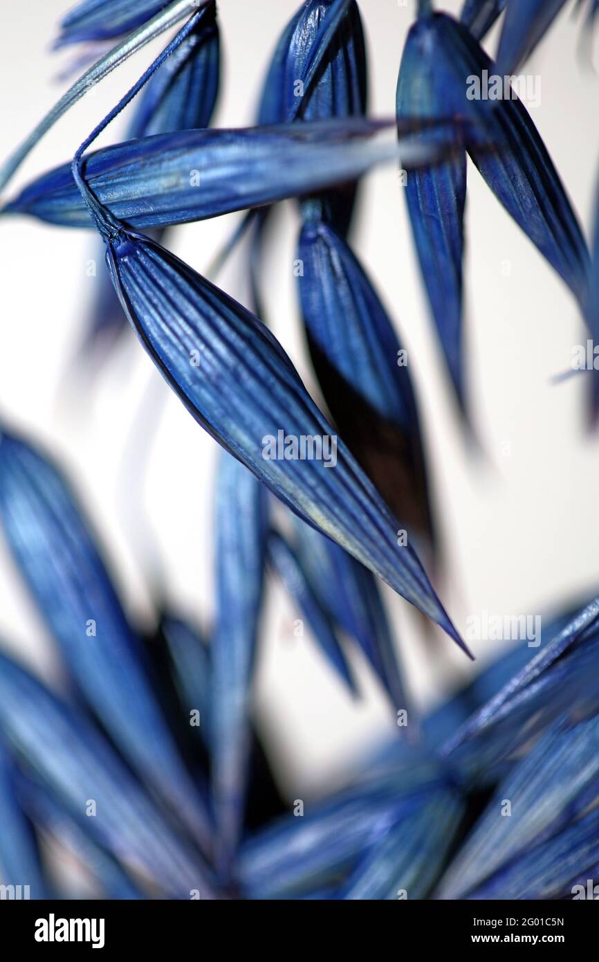 Decoration wheat colored in blue botanical background modern high ...