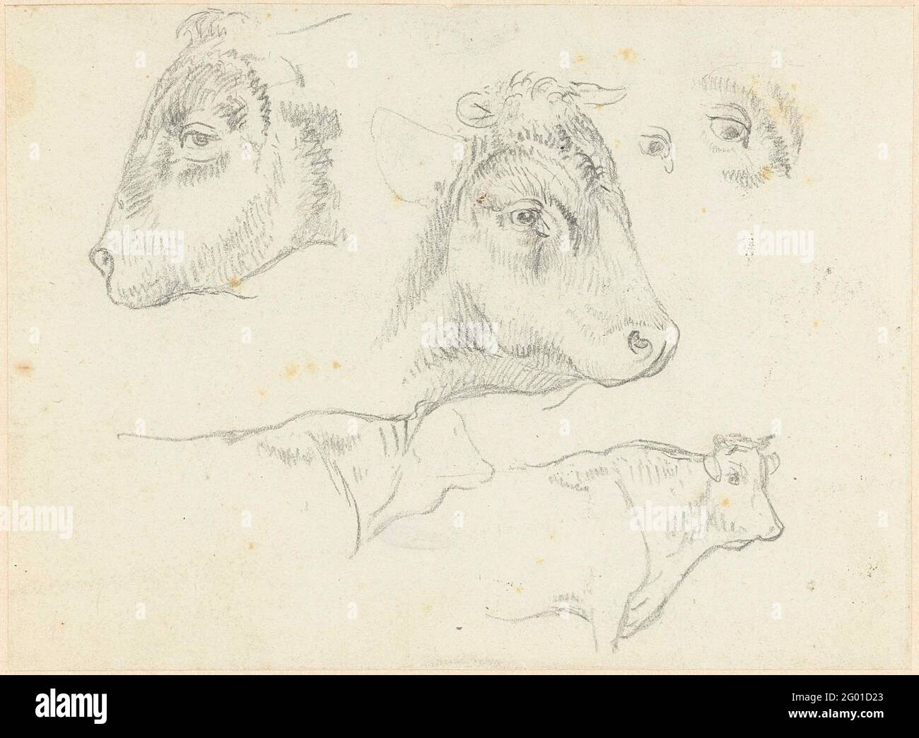 Studies of cows and cow cups Stock Photo - Alamy
