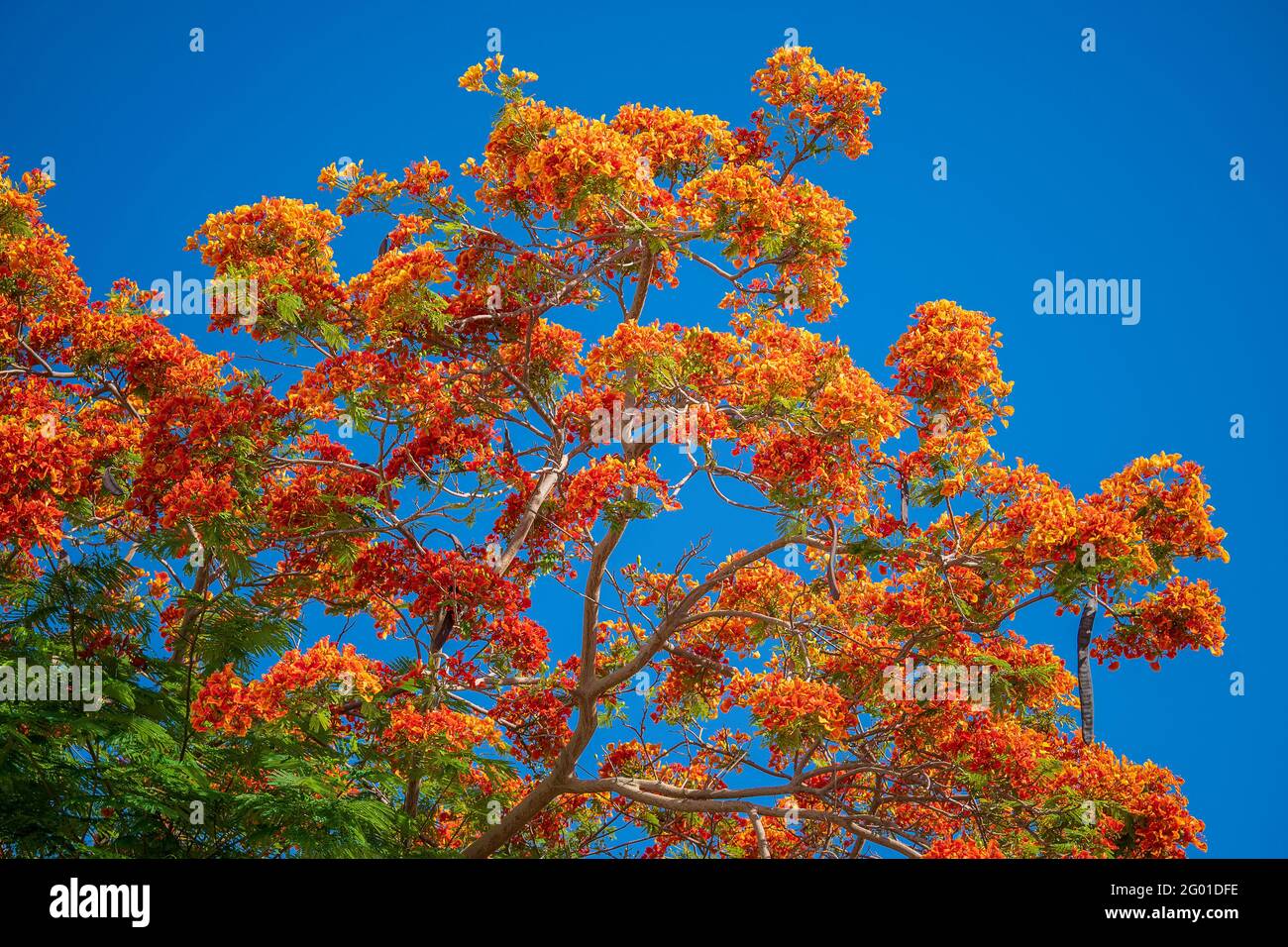 Beautiful background flowers in egypt hi-res stock photography and ...