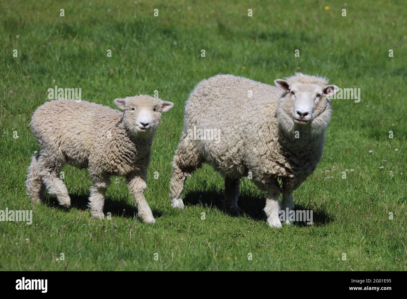 Romneyschaf / Romney sheep / Ovis Stock Photo - Alamy