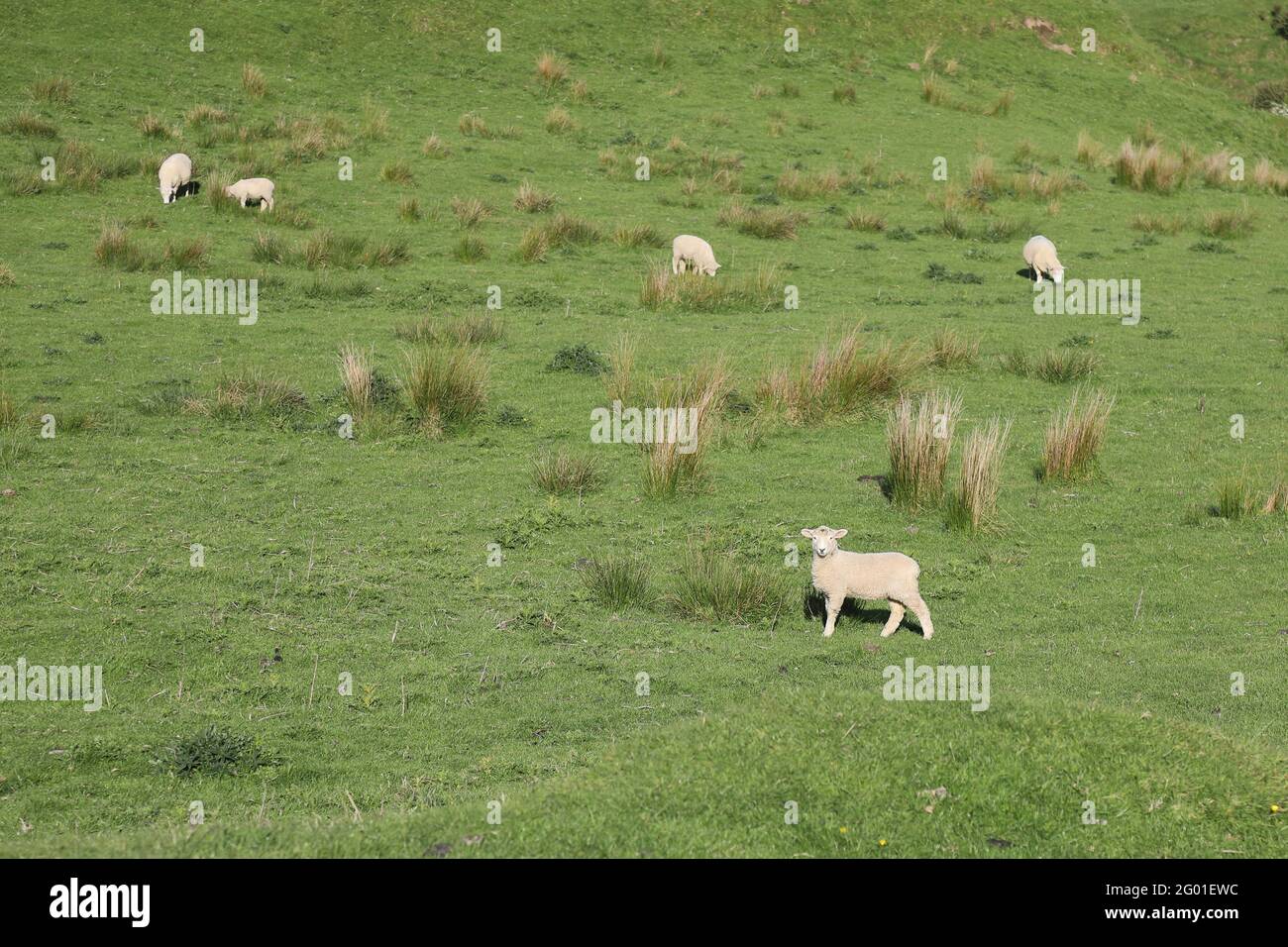 Romneyschaf / Romney sheep / Ovis Stock Photo - Alamy