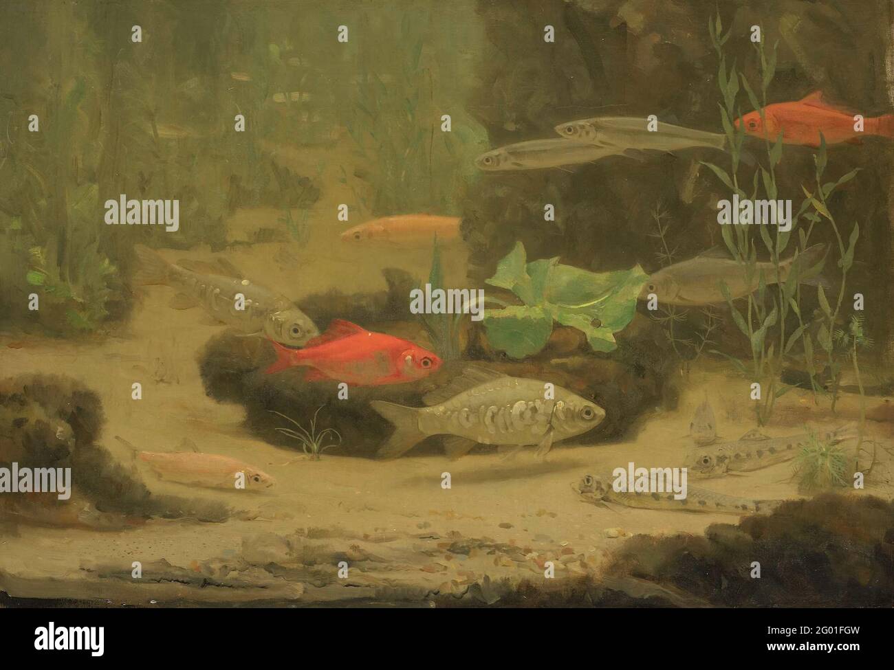 Gold and Silverfish in an aquarium. Different types of fish (gold and ...