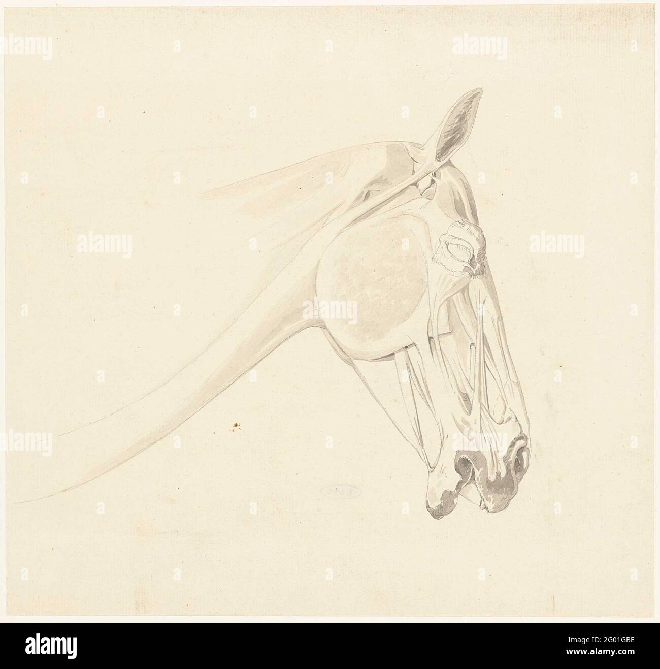 Anatomical study of the muscles of a horse head Stock Photo - Alamy