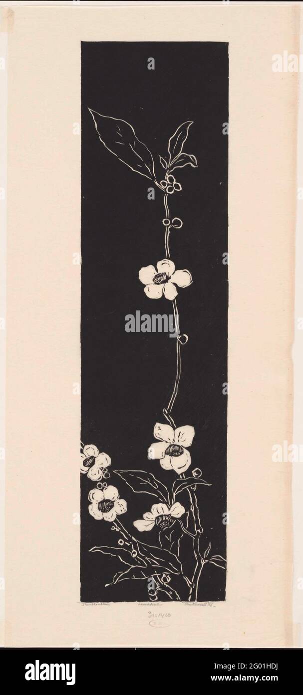 Tea blossom. A branch of a tea bush in bloom Stock Photo - Alamy