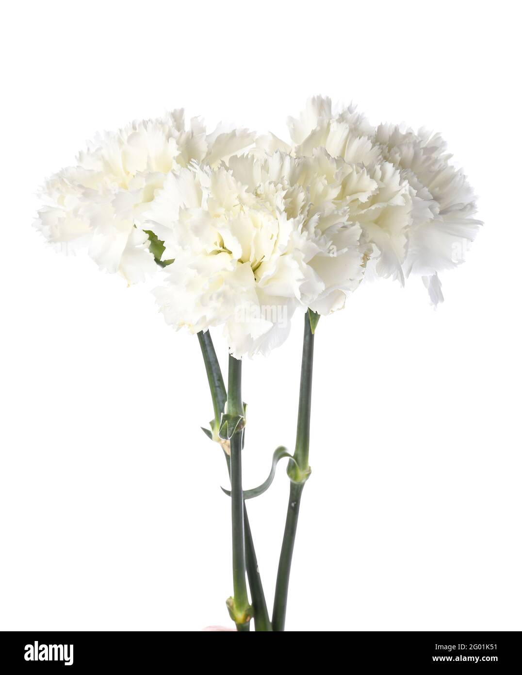 Beautiful carnation flowers on white background Stock Photo - Alamy