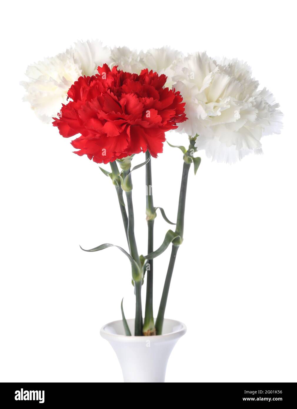 Beautiful carnation flowers on white background Stock Photo - Alamy