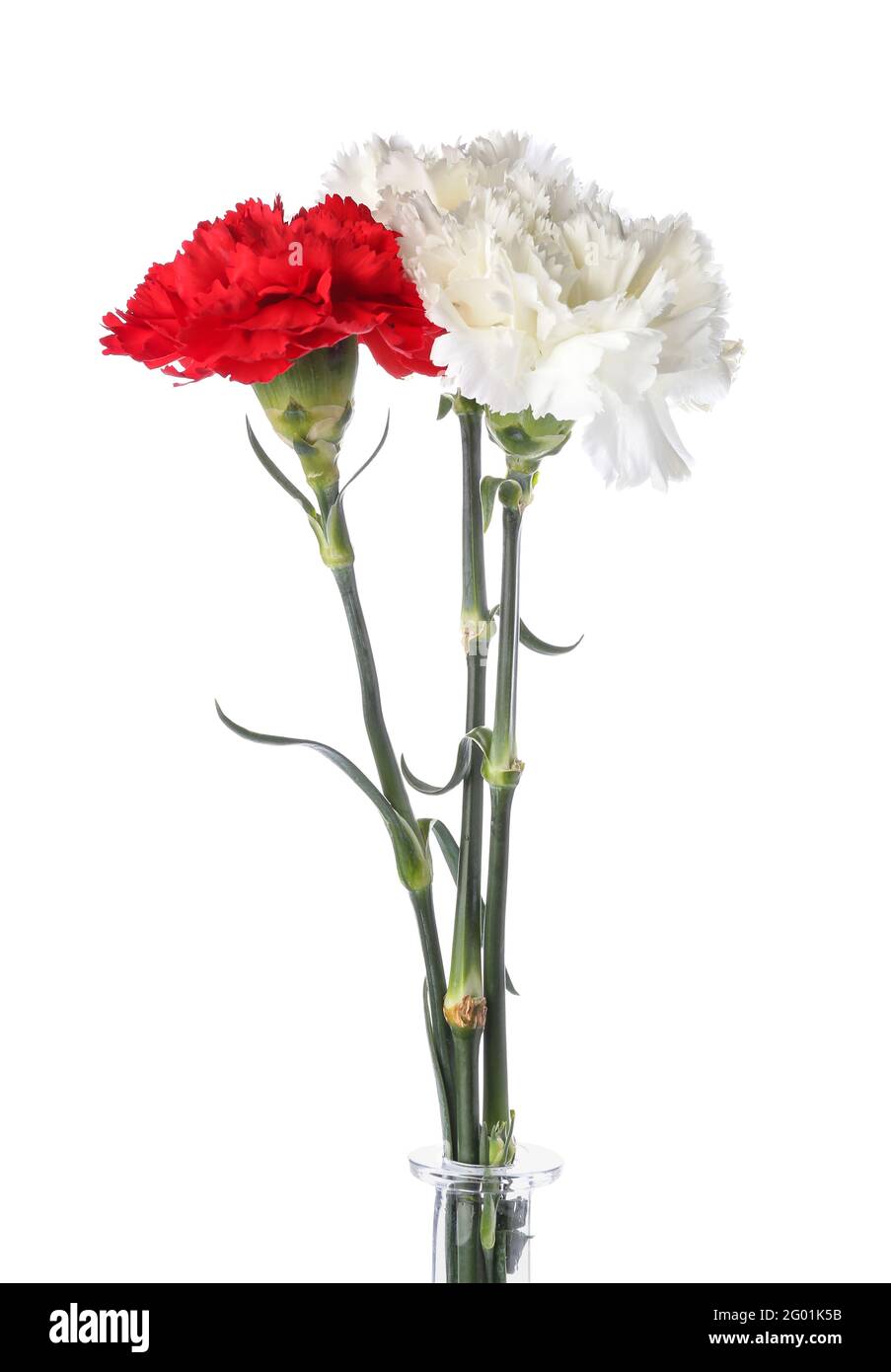 Beautiful carnation flowers on white background Stock Photo - Alamy