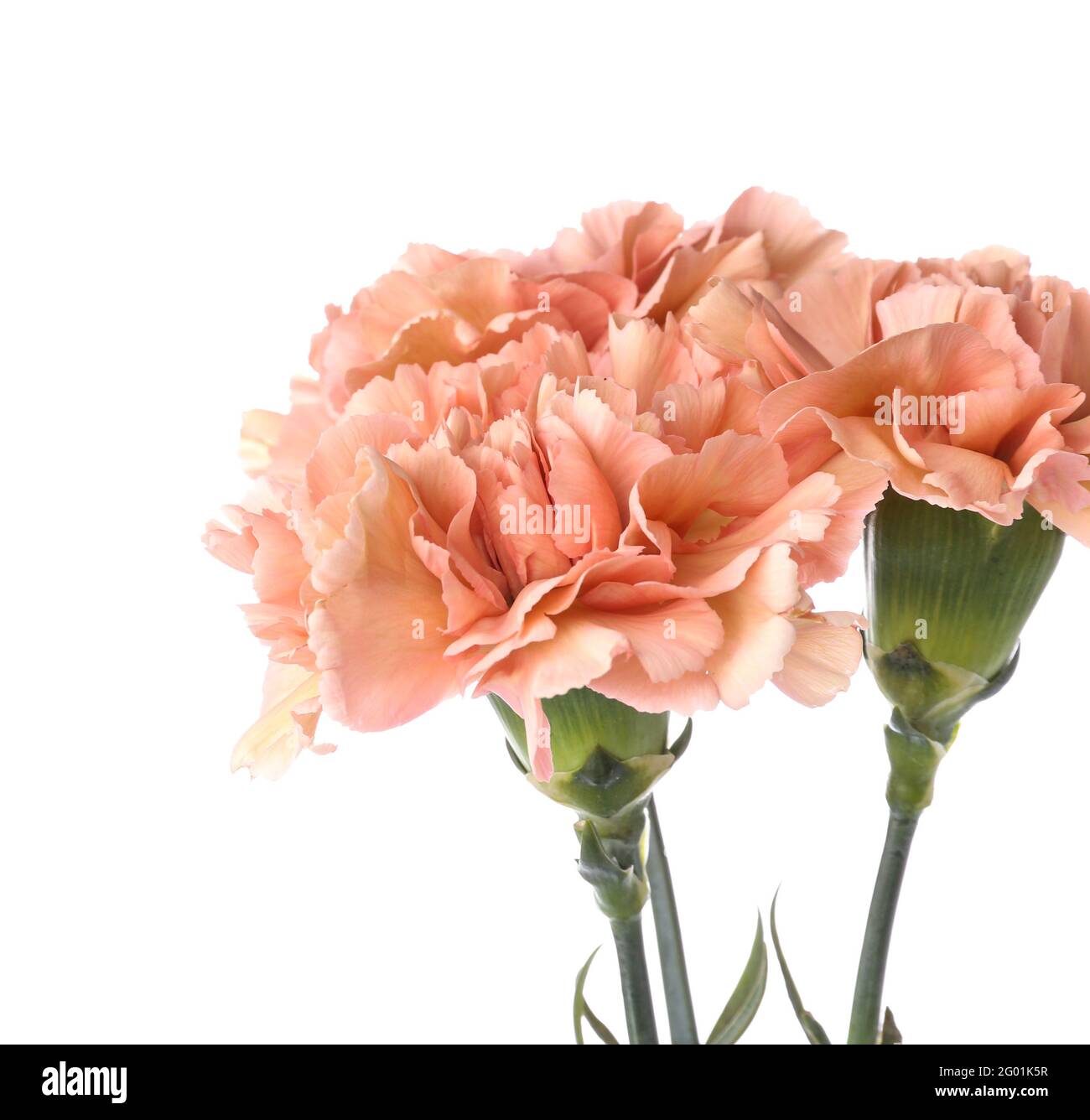Beautiful carnation flowers on white background Stock Photo - Alamy