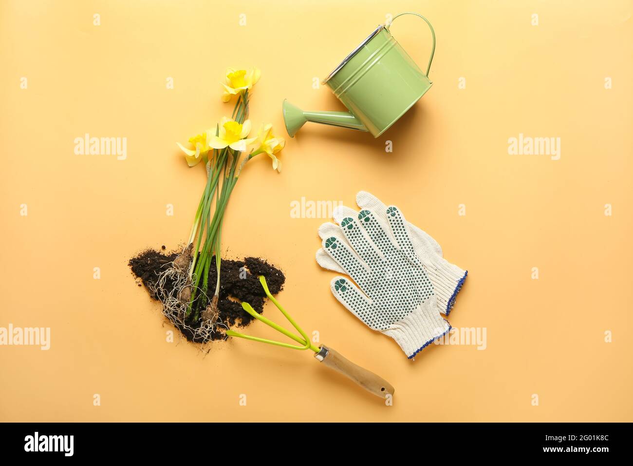 Gardening tools with narcissus plants and soil on color background ...
