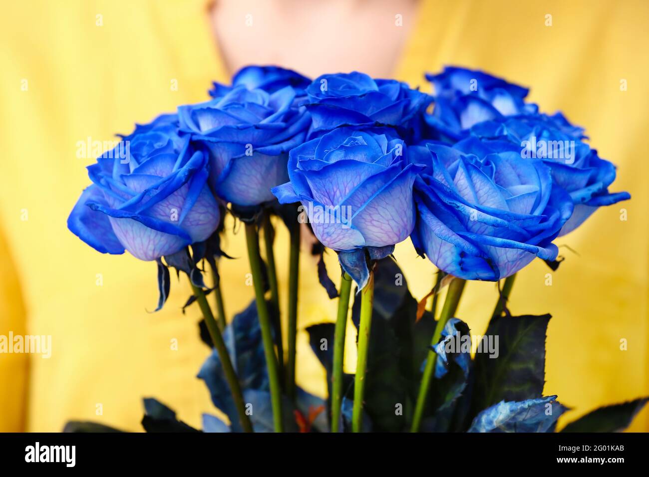 Woman with beautiful blue roses, closeup Stock Photo - Alamy
