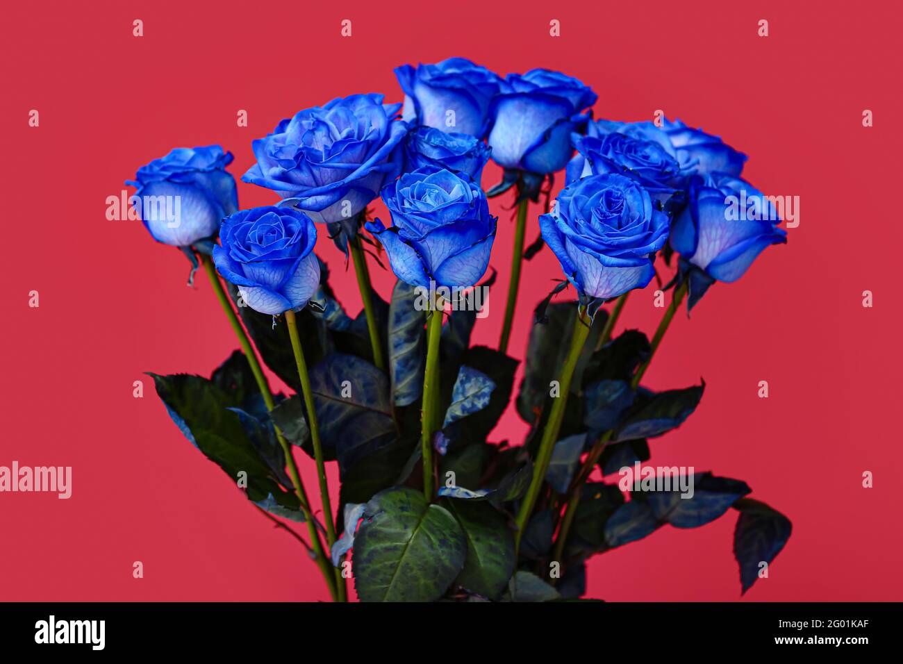 Beautiful blue roses on color background Stock Photo - Alamy