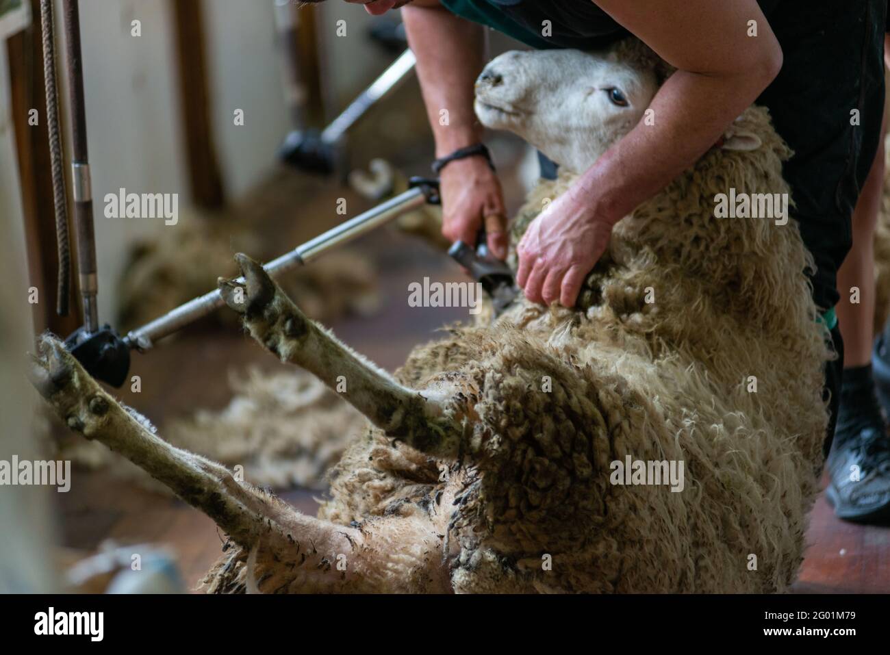 Meat Farm Sheep New Zealand High Resolution Stock Photography and ...