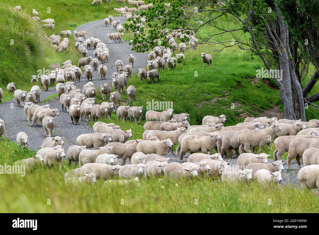 High country sheep station hi-res stock photography and images - Alamy