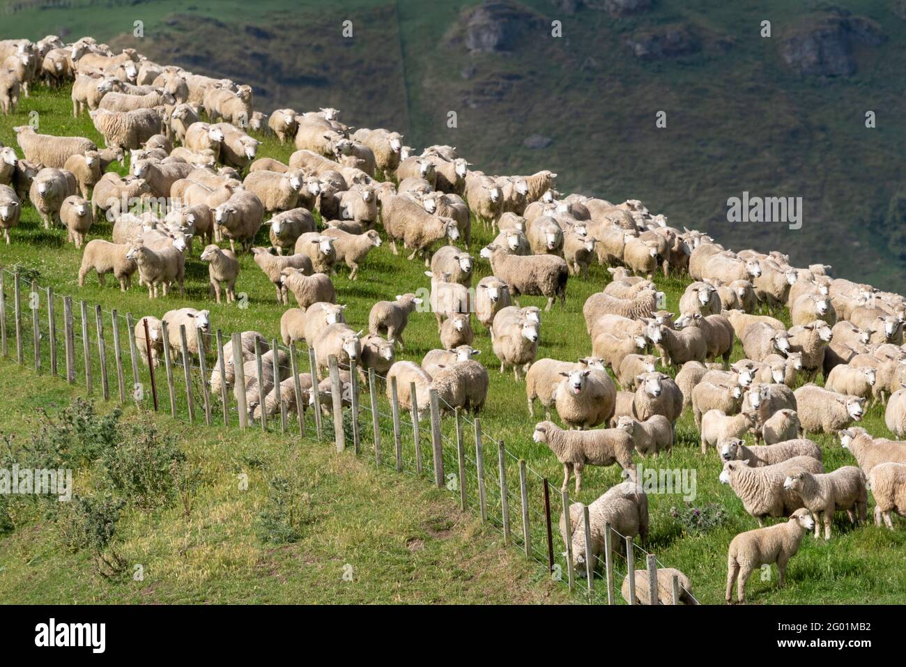 Ram muster hi-res stock photography and images - Alamy
