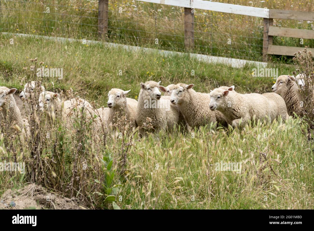 Ram muster hi-res stock photography and images - Alamy