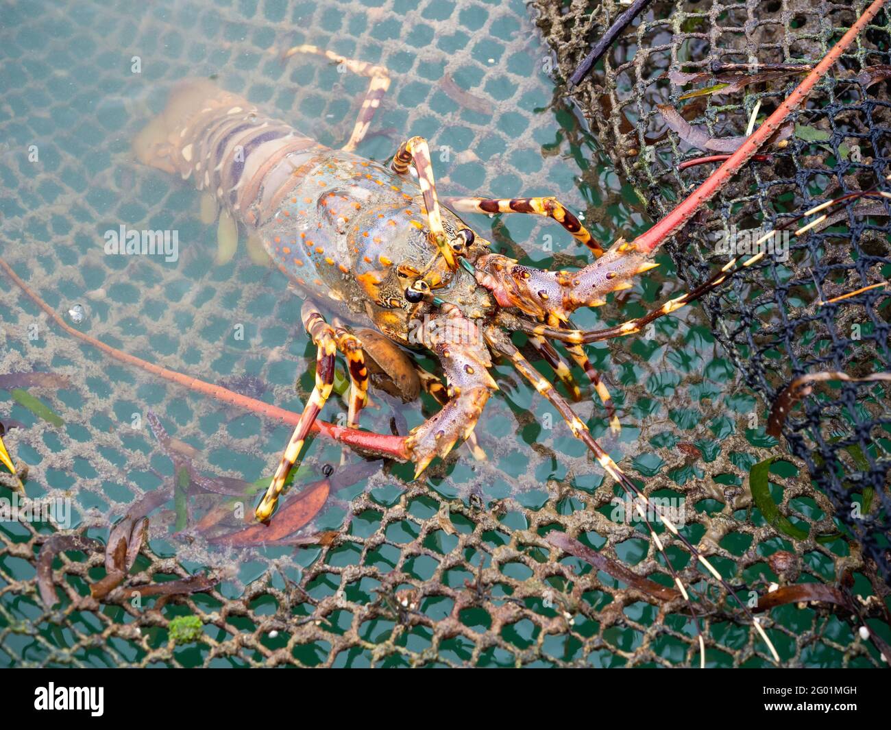 Lobster farm hi-res stock photography and images - Alamy