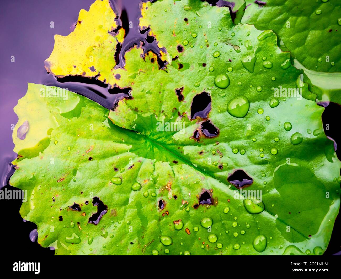 Beautiful damage green lily leaf or lotus flower leaves covered with ...