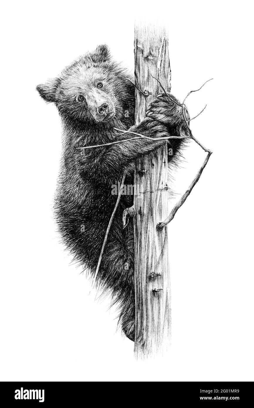 Bear Cub Outline Drawing