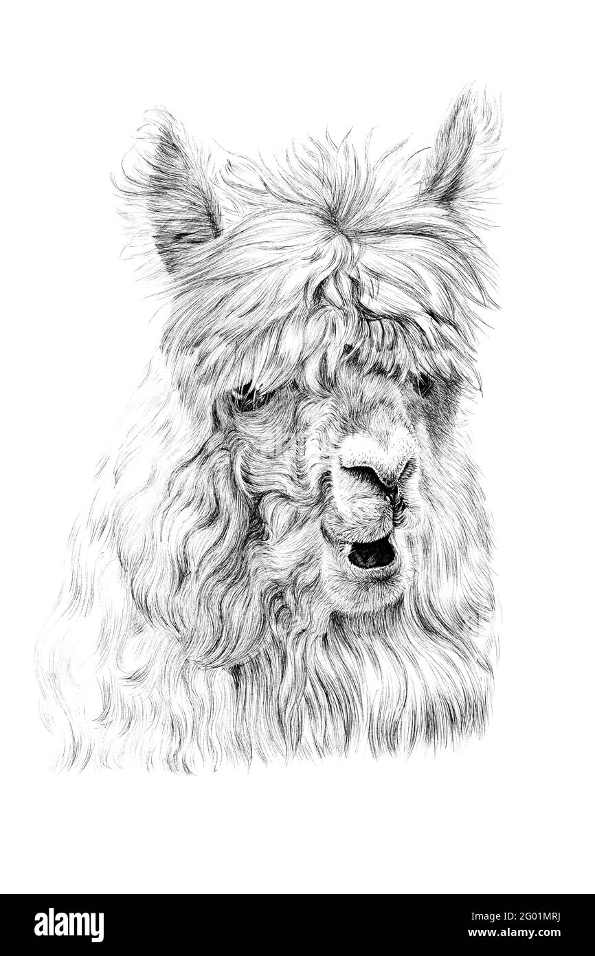 Hand drawn llama portrait, sketch graphics monochrome illustration on ...