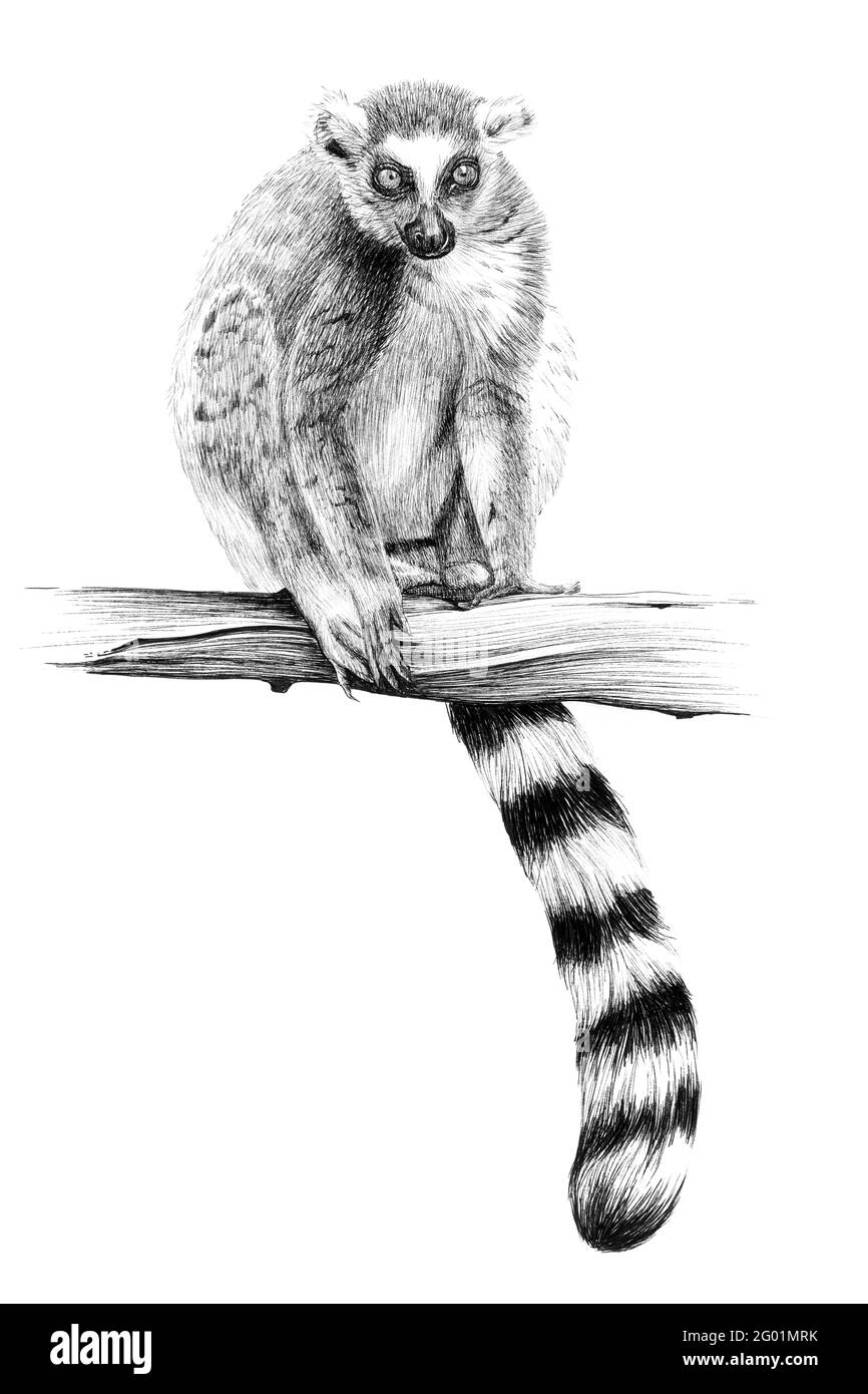 Mouse Lemur Drawing