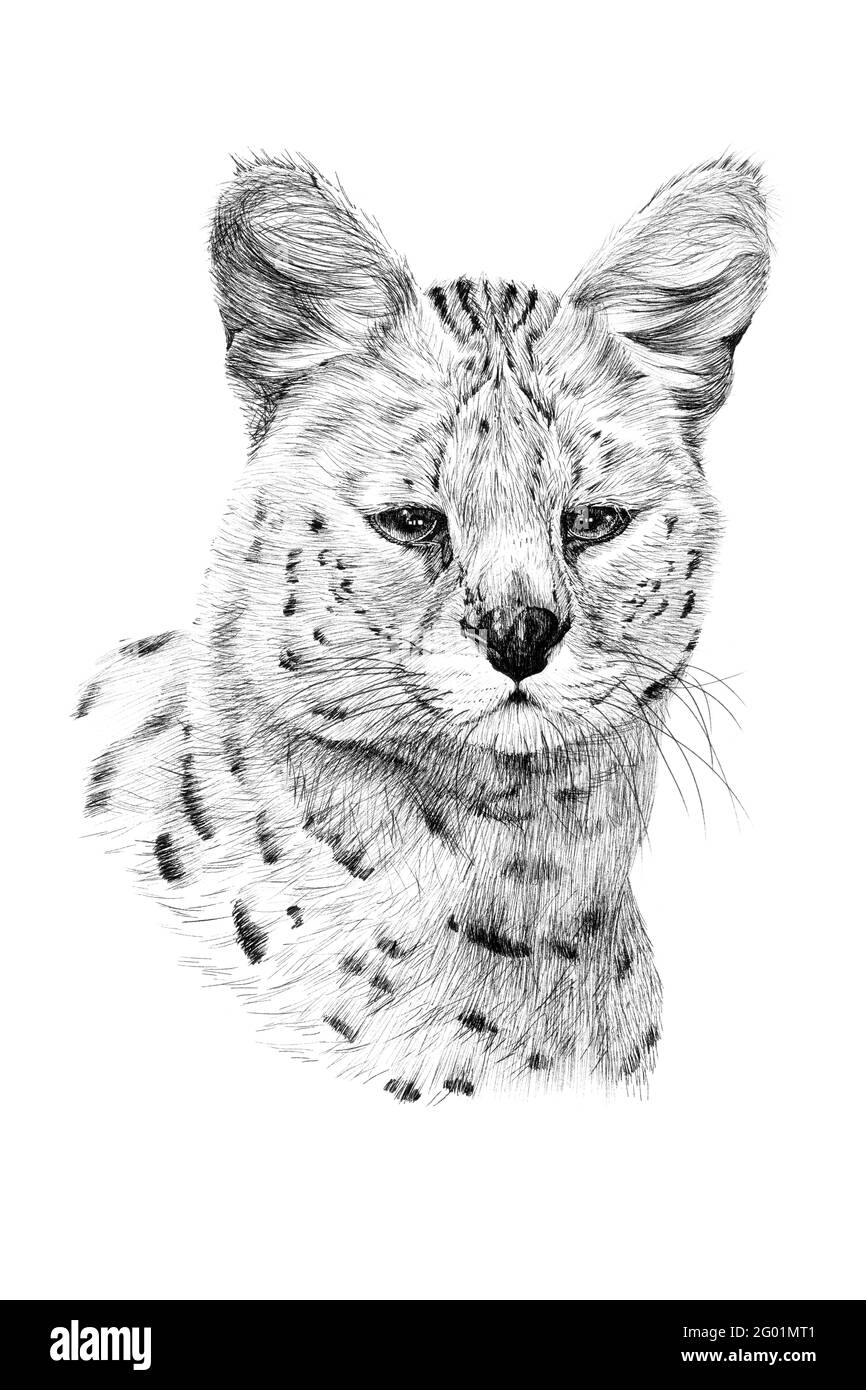 Serval Drawing