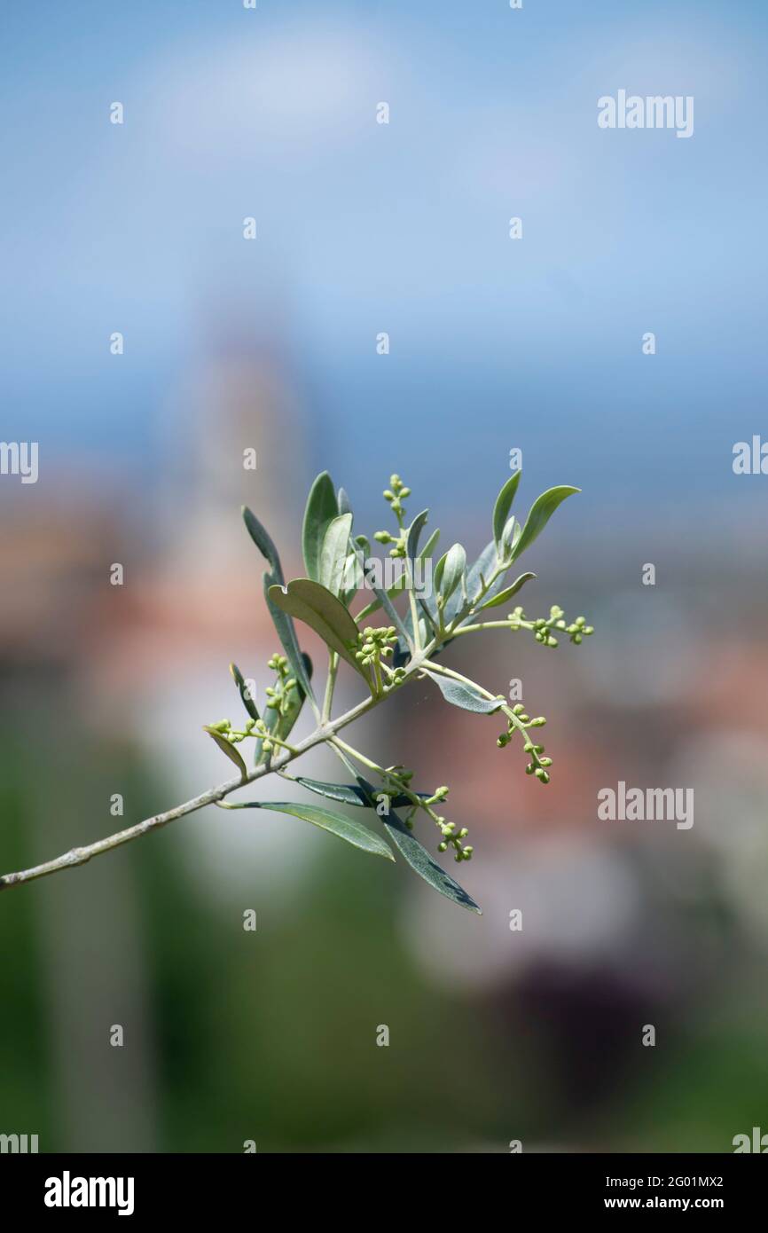 Twig blur hi-res stock photography and images - Alamy