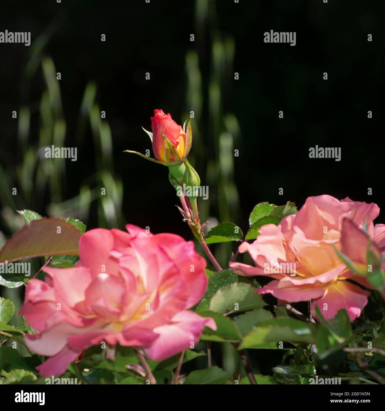 rosebud in a rose garden on a black background. Springtime background ...