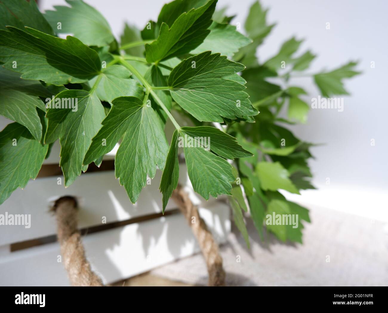 Green twigs with leaves of lovage. Fresh young shoots of spicy cooking ...