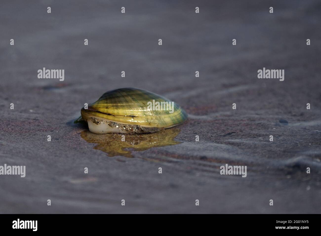 A green freshwater clam washed ashore on the banks of the Mississippi ...