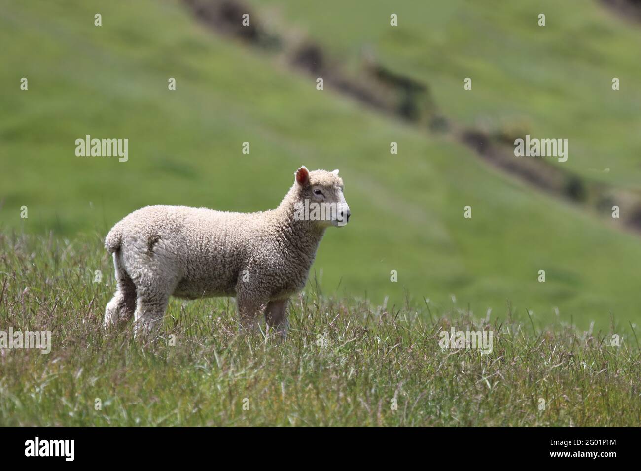 Coopworthschaf / Coopworth sheep / Ovis Stock Photo - Alamy