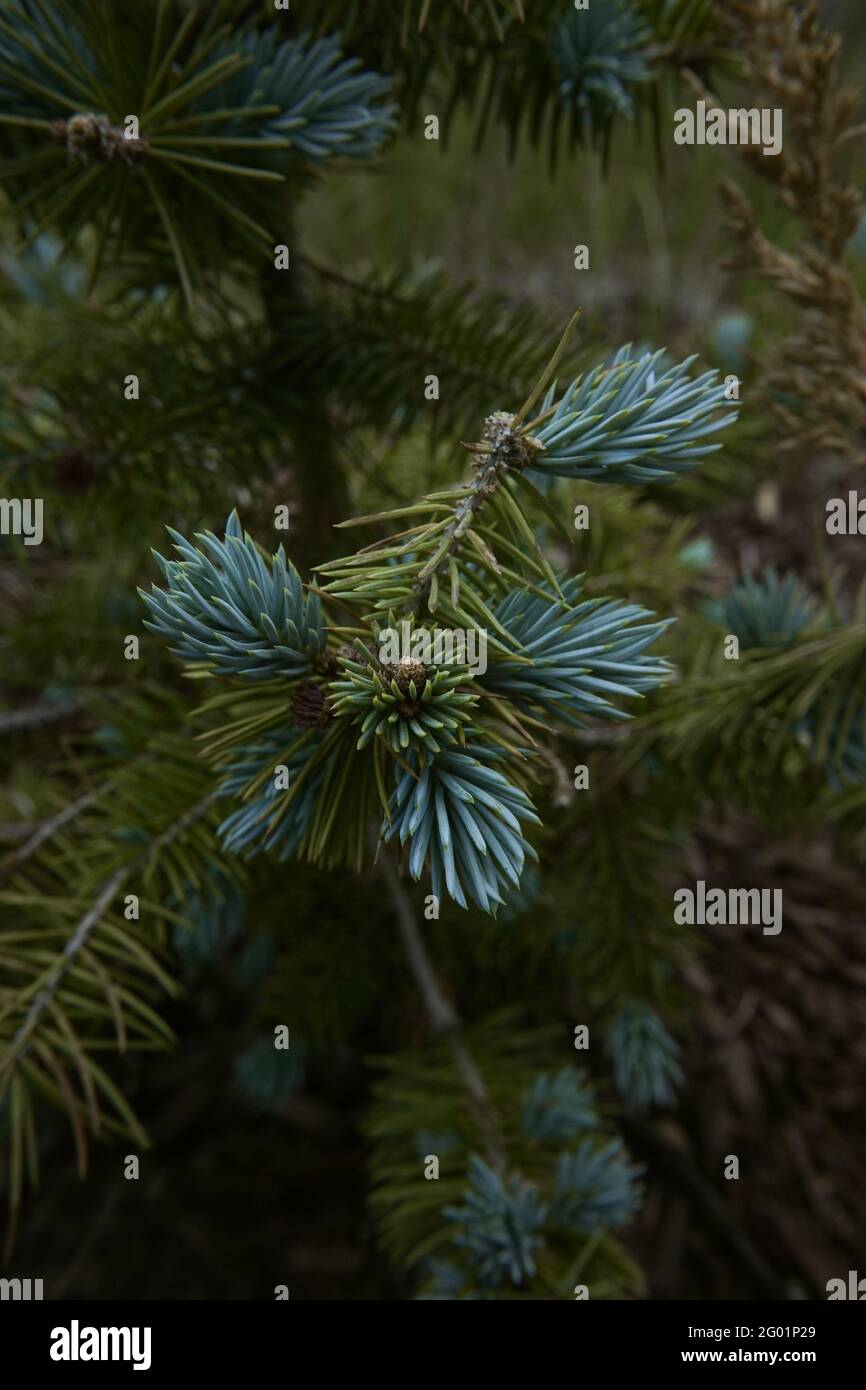New branch growth an a young spruce tree high in the Rocky Mountains ...