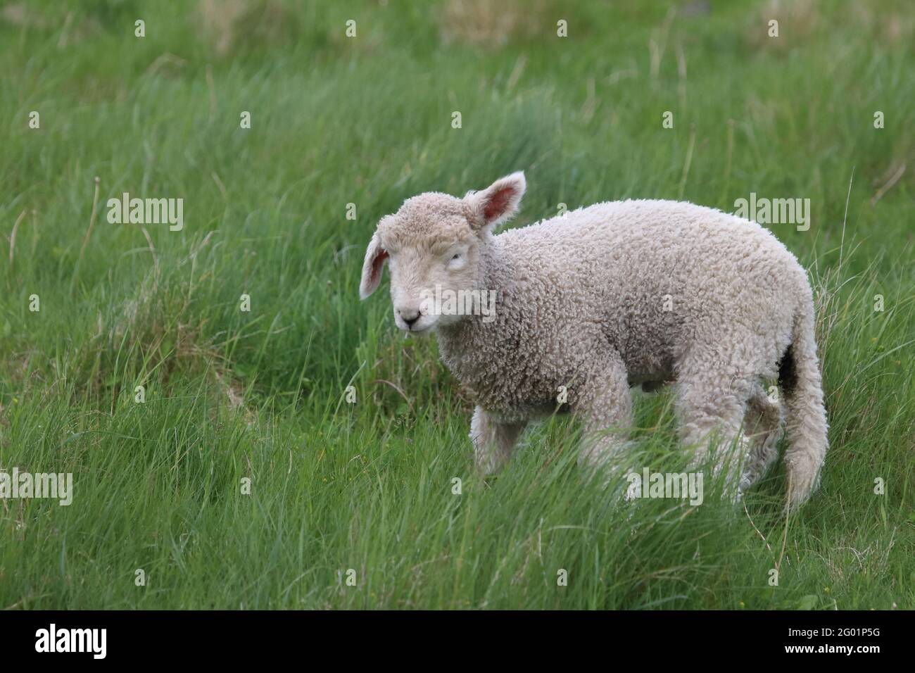 Romneyschaf / Romney sheep / Ovis Stock Photo - Alamy