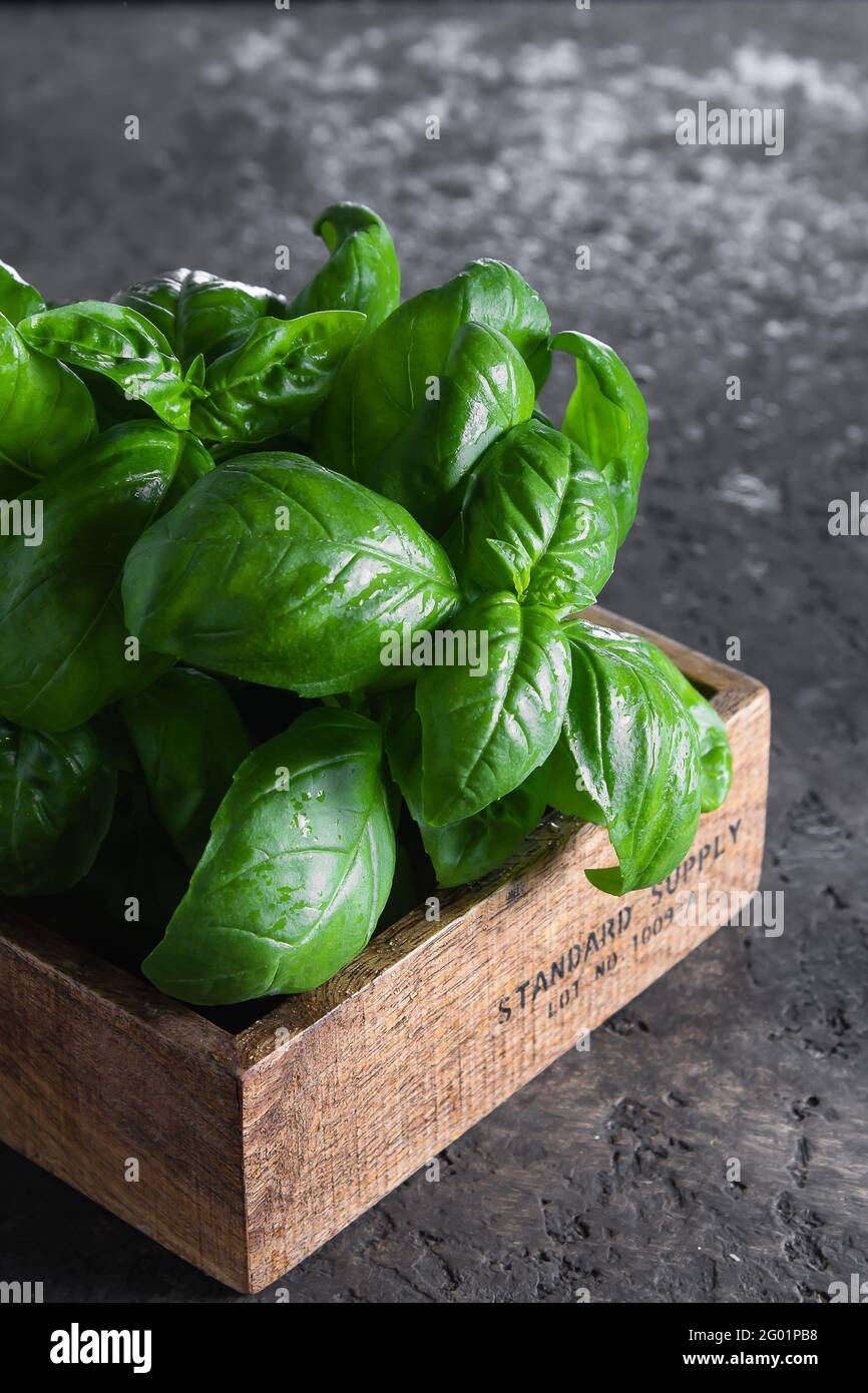 Fresh green basil on a dark background. Food background. Banch of ...